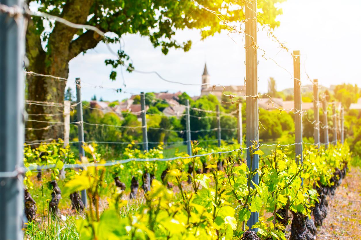 How to Choose the Best Option for Vineyard Fencing